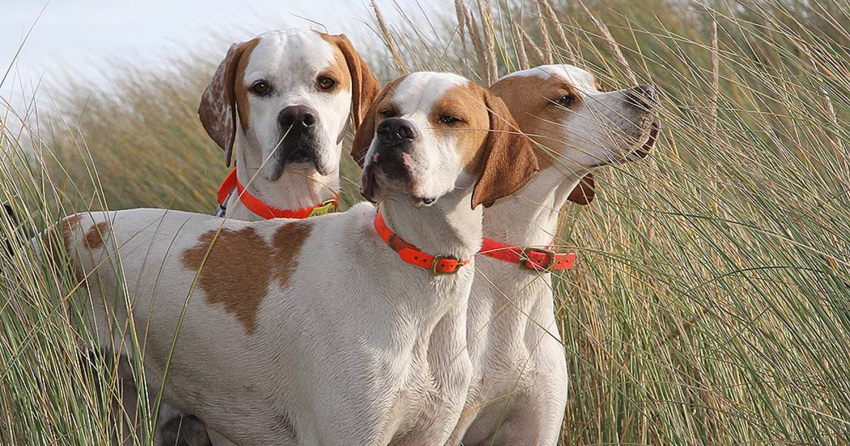 Boete en rijverbod voor man (64) na dumpen dode hond langs de weg ...