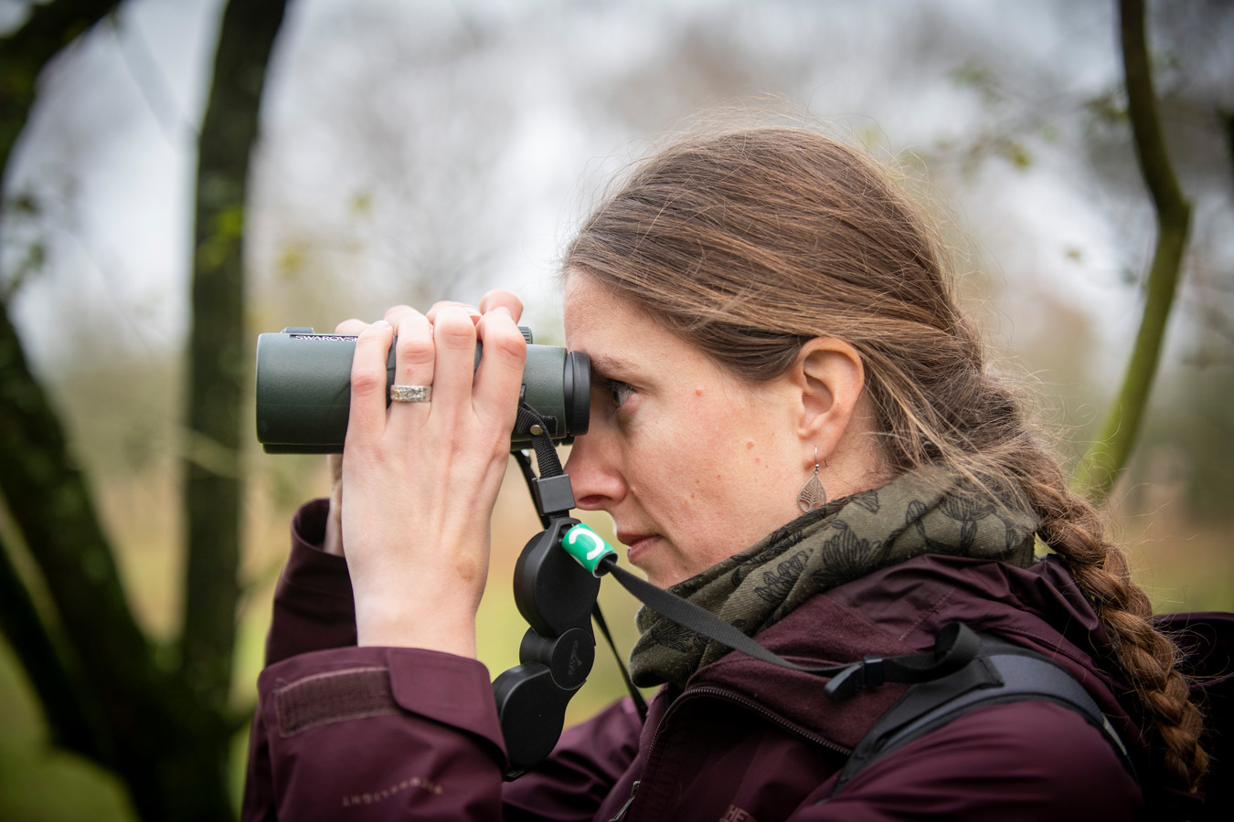 Spektakel op de Veluwe: kudde wisenten slaat op de vlucht voor drietal ...