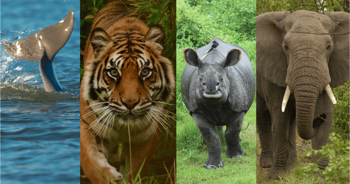 "30 procent van Unesco-gebieden bedreigd door handel in wilde dier- en ...