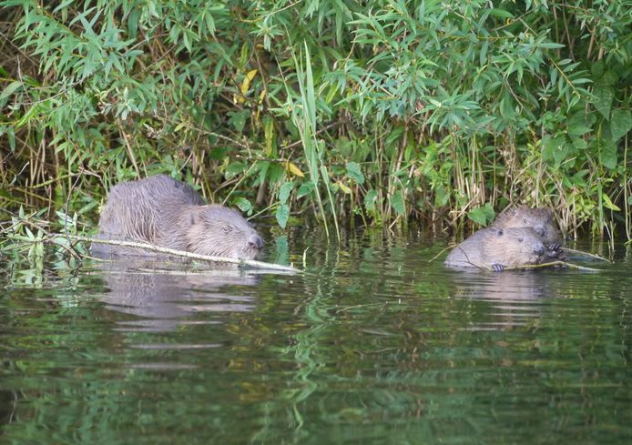 Een prachtig dier, maar Nederland is te vol voor de bever: ‘Hij zit ook ...