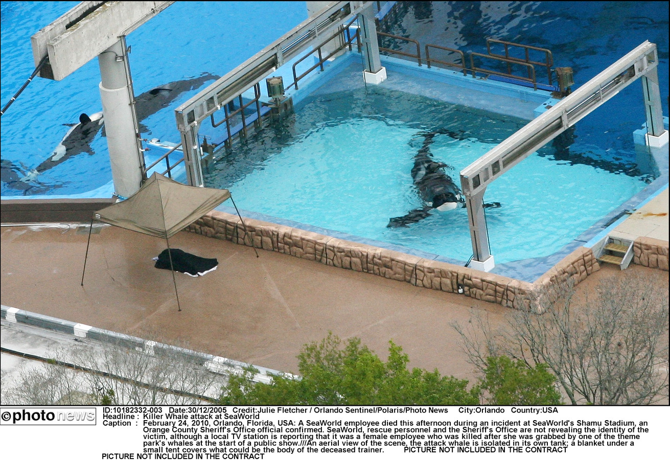 Orka springt uit waterbassin en doodt trainer in SeaWorld | Foto | hln.be
