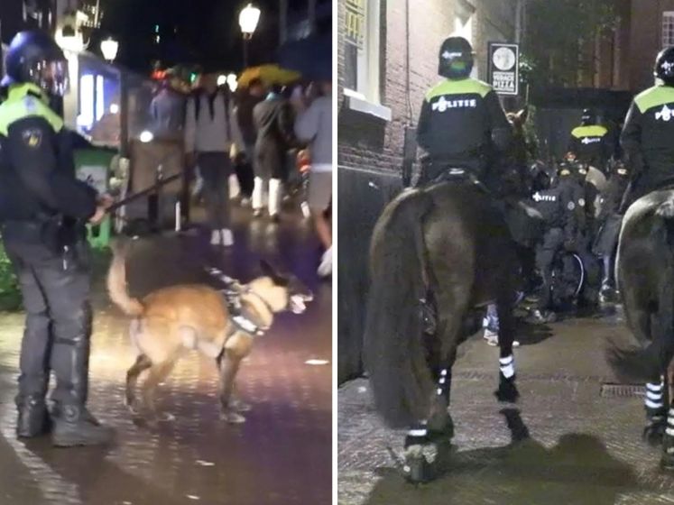 Natuurfotograaf spot zeldzame zwarte ree in bossen Lage Vuursche ...