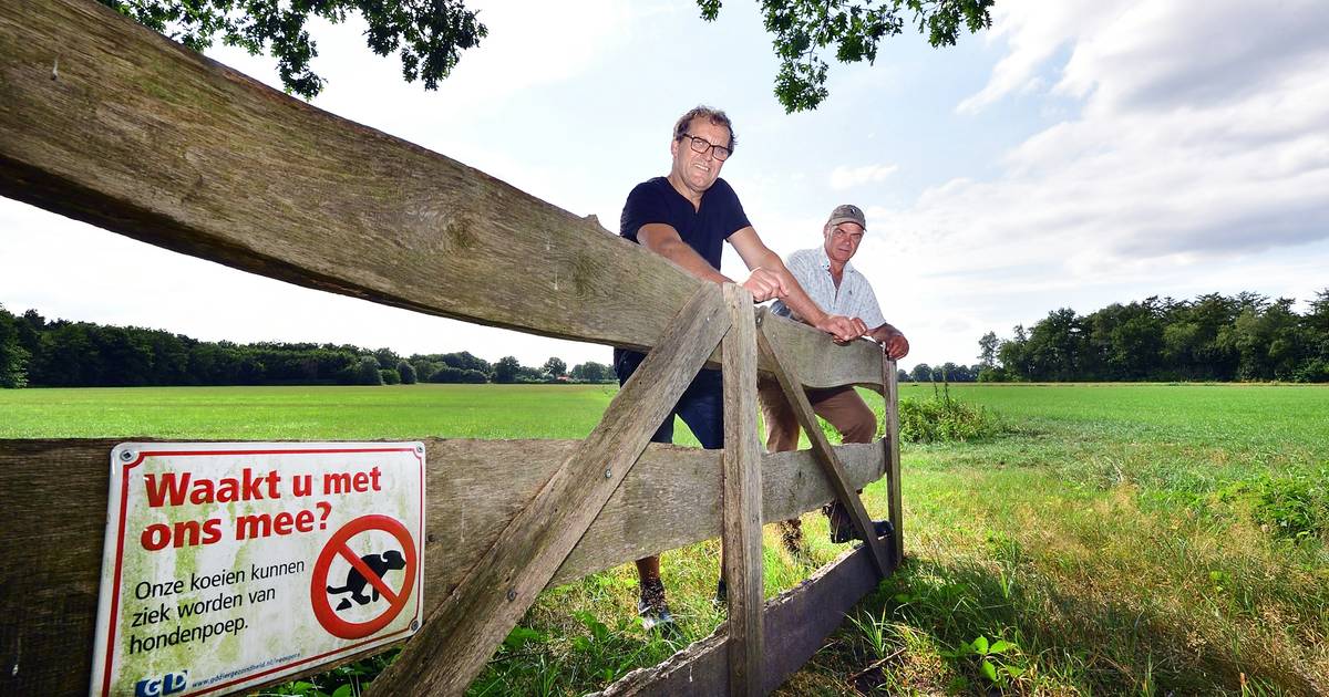 Poepende honden in weilanden zijn doodsteek voor ongeboren kalfjes ...