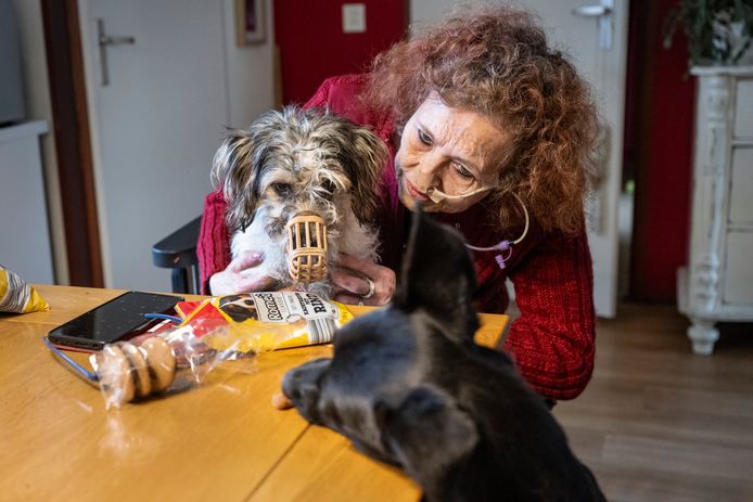 Is bijtende Marktplaats-hond Casper nog te redden? Martin Gaus is ‘niet ...