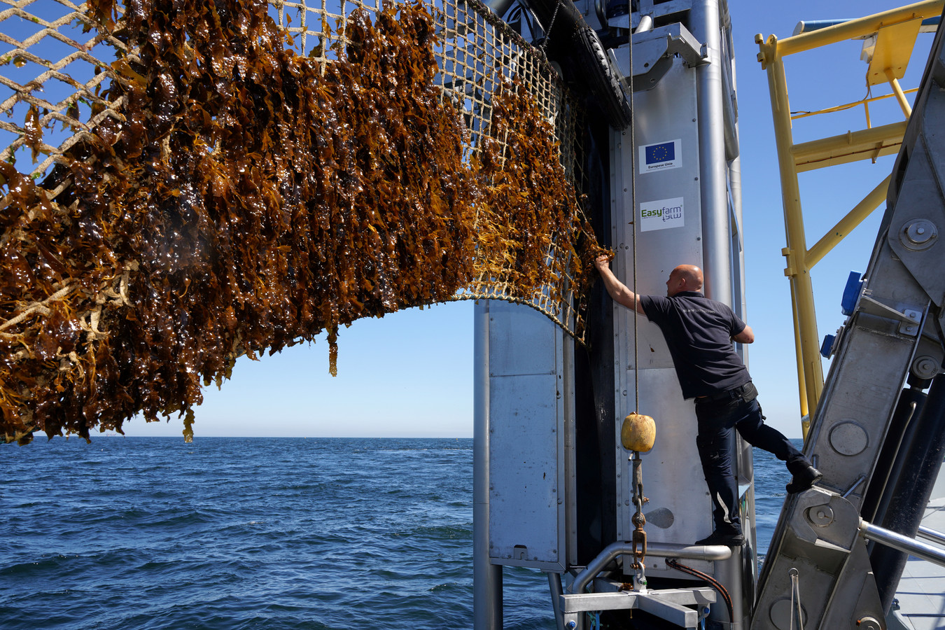 Ikeakast of tampons van zeewier: Zeegras is dé hippe grondstof van de ...