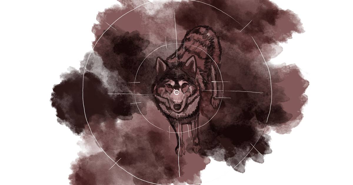 Stelling | Laat de wolf met rust ook al zou bejagen mogen | Wolf in ...