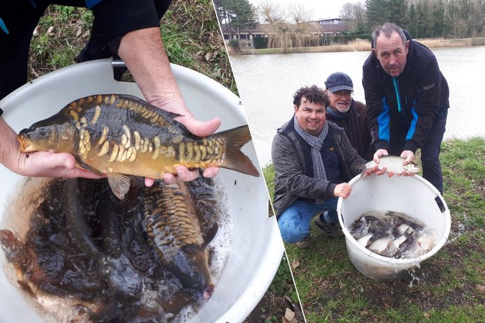 Honderden nieuwe vissen in het vestingwater: “Belangrijk dat visbestand ...
