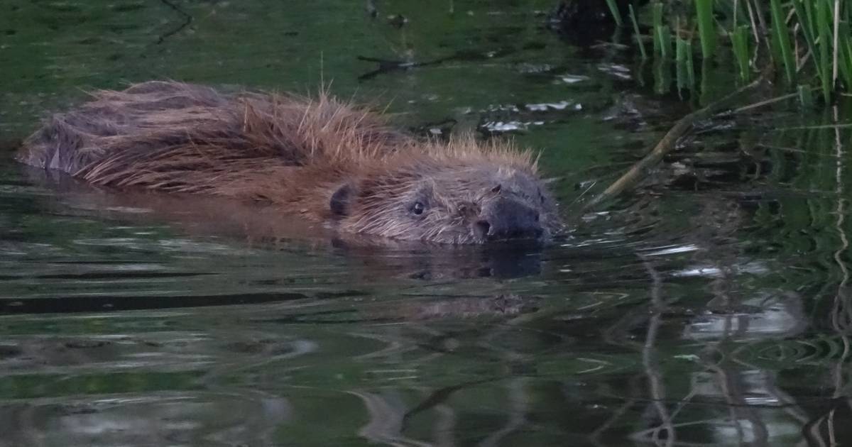 Was het een verkenningstocht of is de bever echt geland in Breda-Zuid ...