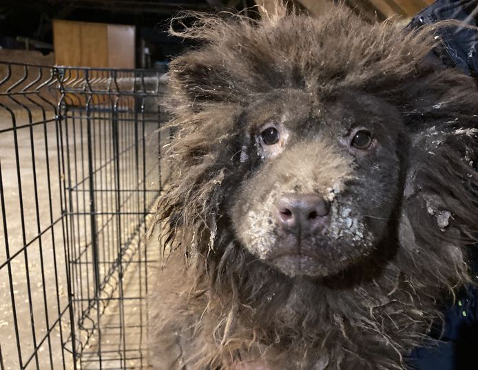 Ernstige dierenverwaarlozing bij broodfokker: 21 honden ondergebracht ...