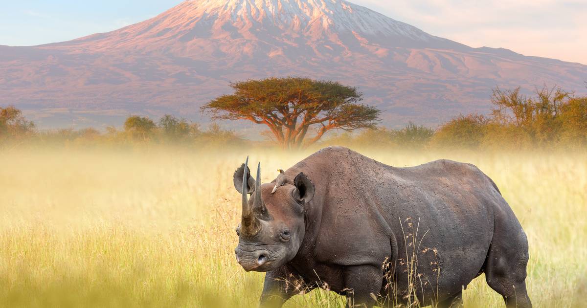 Neushoorn blijft bedreigd ondanks afname stroperij om hoorns | Dieren ...