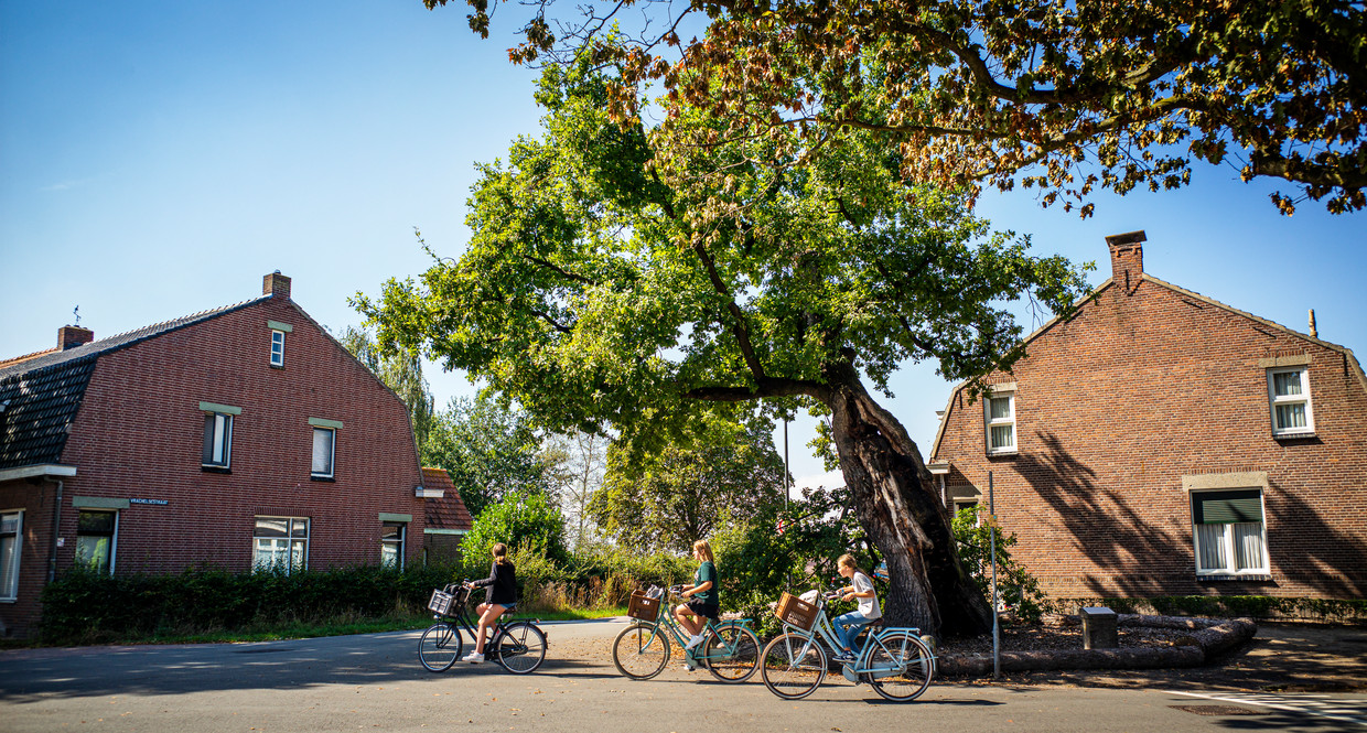 Oudste eik Nederland staat vermoedelijk in het Brabantse Den Hout