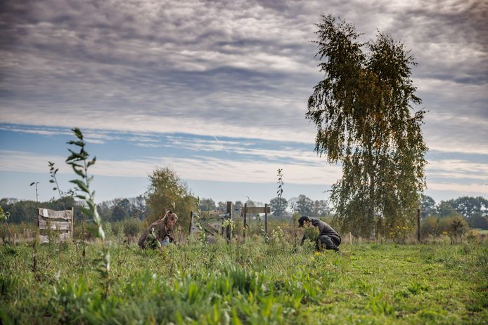 Nieuw voedselbos bij Etten-Leur krijgt 3700 bomen en struiken | Etten ...