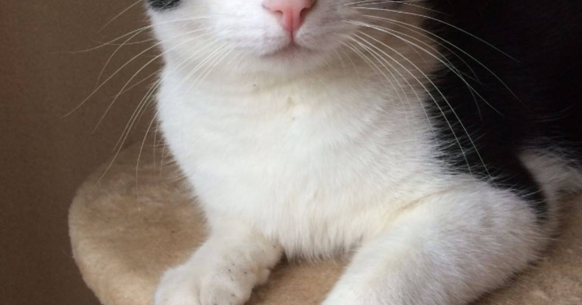 Wie schoot kat Milo in zijn pootje? | Nunspeet | destentor.nl