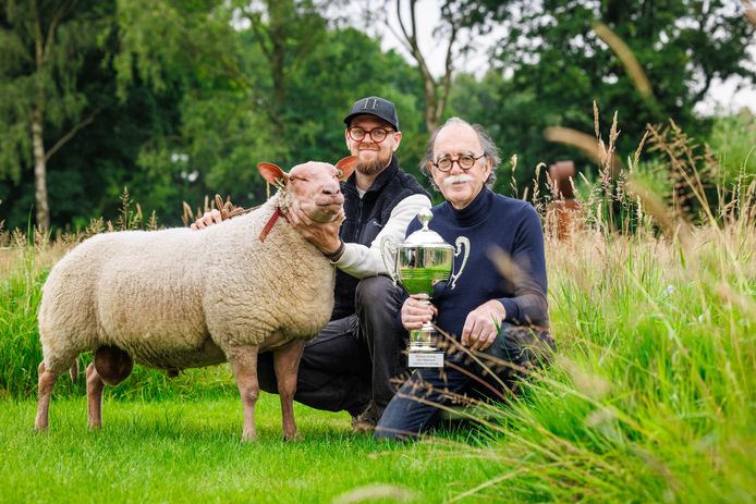 Het mooiste schaap van Nederland, met de naam Piet, is geen echte ...