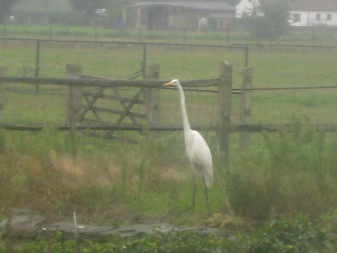 Zeldzame witte reiger gespot in Bovenhoek (Overslag) | Wachtebeke | hln.be