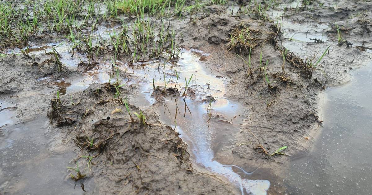 Olie op de akker? Niks mis mee, integendeel | Valkenswaard | ed.nl