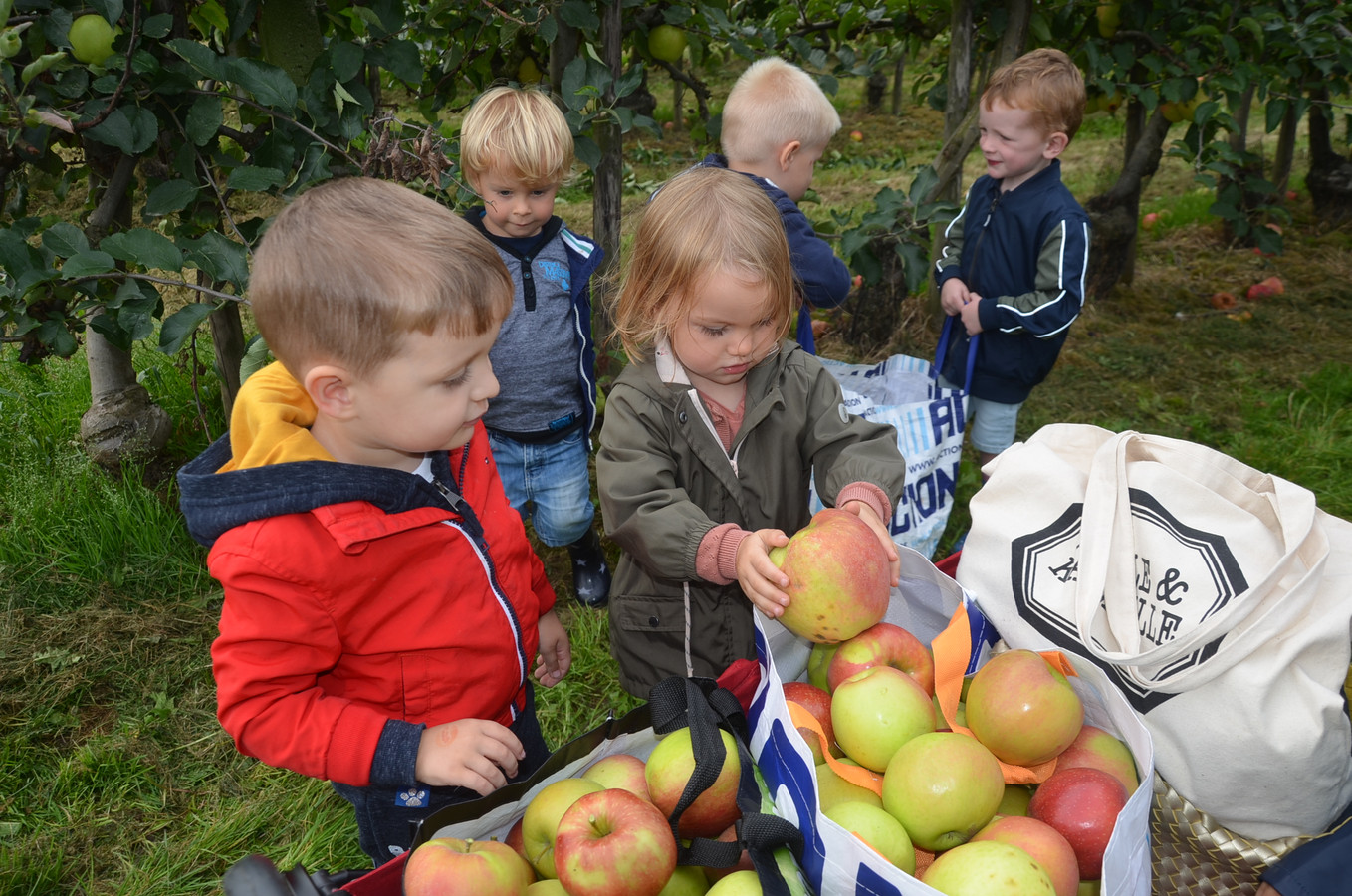 Fruitteler Filip zet boomgaard open: Kleuters uit Aspelaarse school ...