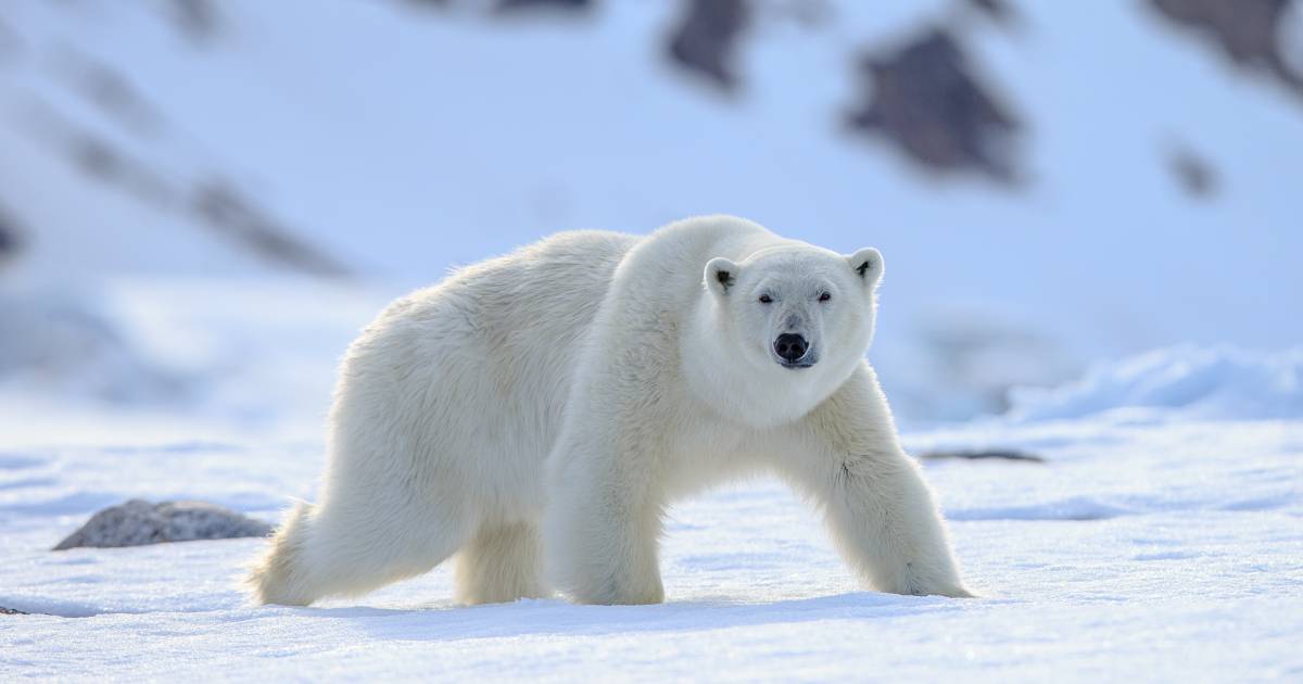 IJsbeer doodt Nederlander (39) op Spitsbergen | Binnenland | AD.nl
