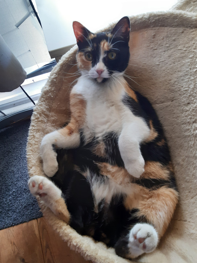 Dit zijn jullie inzendingen van de leukste katten op Wereldkattendag 2023 | Foto | AD.nl