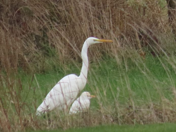 Drie reigersoorten broederlijk naast mekaar in Gijzegem: “Blauwe reiger ...