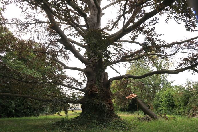 Enorme tak van eeuwenoude monumentale beuk breekt af, boom op sterven ...