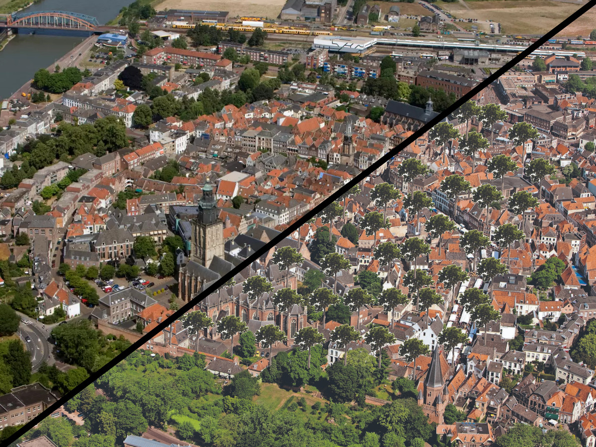 20.000 extra bomen in Zutphen: waar plant je die? ‘Op een gegeven ...