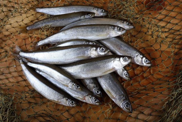 Vissen op spiering in de Waddenzee blijft verboden | Súdwest-Fryslân ...