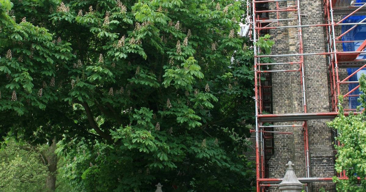 Arbeider sterft na val van kerk | Temse | hln.be