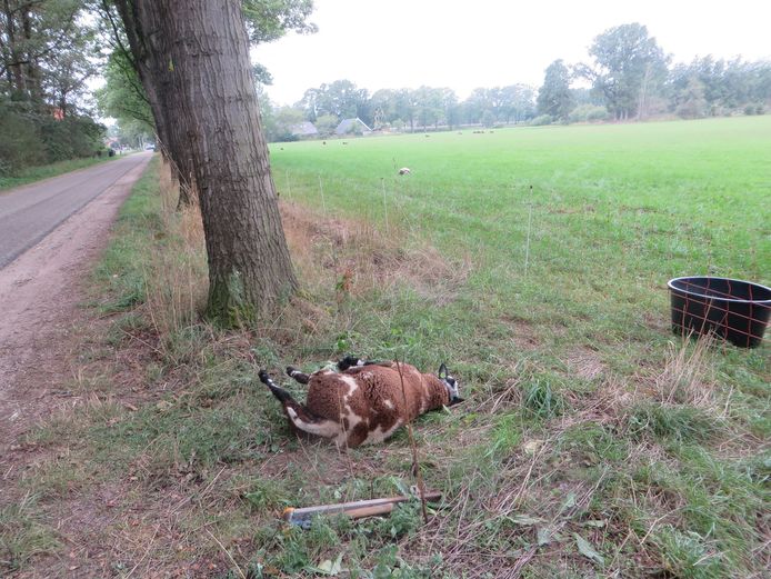 Loslopende hond in Needse kudde: één dood en een zwaargewond schaap ...