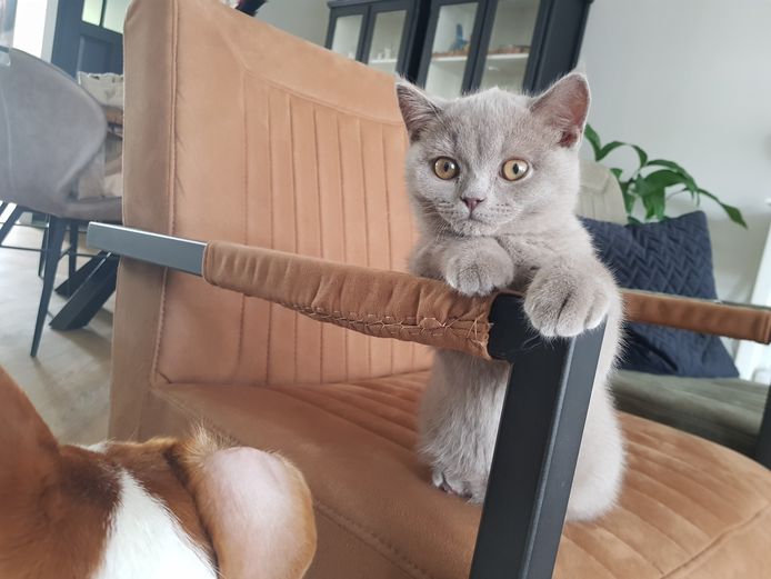 Dit zijn jullie inzendingen van de leukste katten op Wereldkattendag ...