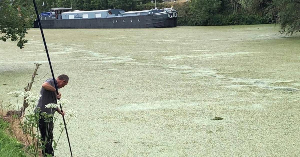 Opnieuw dode vissen in kanaal Ieper-IJzer, stad stelt Vlaamse Waterweg ...