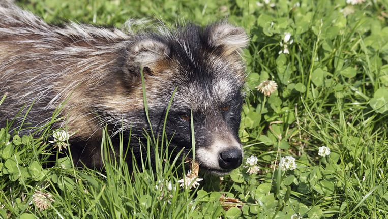 Zeldzame wasbeerhond gespot in West-Vlaanderen | De Morgen
