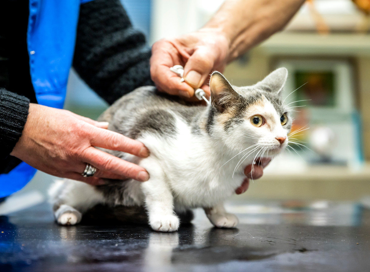 Dierenopvang in Utrecht blij met verplichte chip: ‘Maakt dumpen van ...