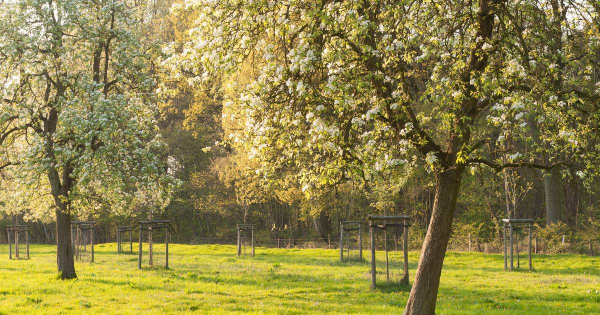 Fietsen langs bloeiende boomgaarden in Meetjesland: “Bloesems zijn nu ...