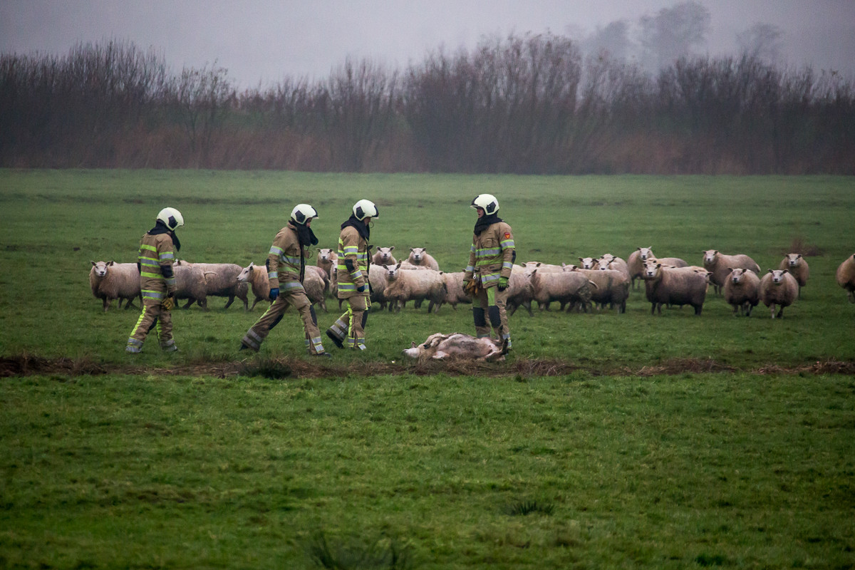 Brandweer rukt uit voor schaap op de rug in Kockengen | Foto | AD.nl