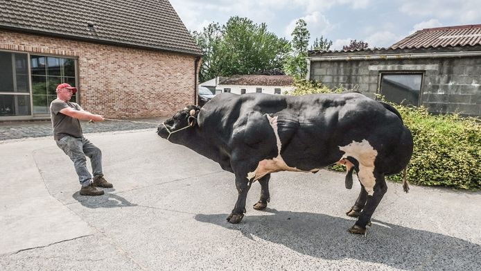 De zwaarste stier van het land? Dat is Ronaldo uit Avelgem, 1633 kg, en ...