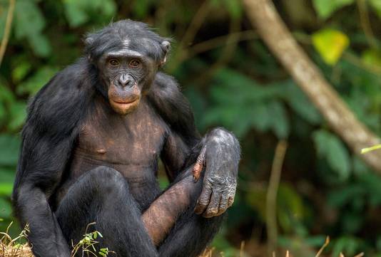 Ouwehands verheugt zich op de Bonobo's: sociaal en gek op seks | De Vallei | gelderlander.nl