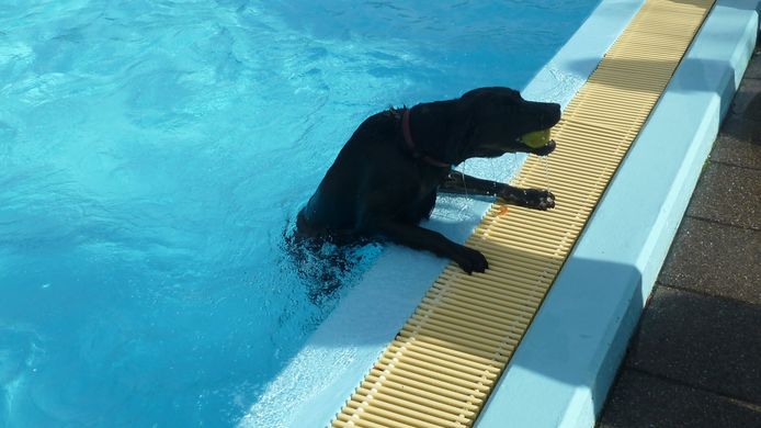 250 honden zwemmen legaal in openluchtzwembad de Dolfijn in Best (video ...
