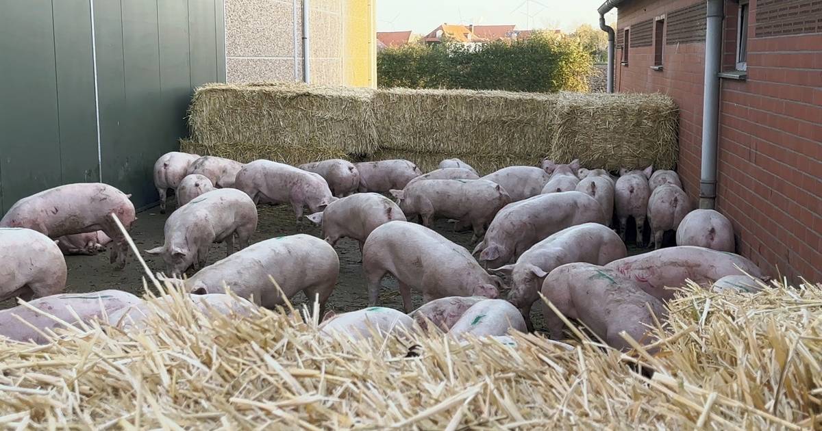70-tal varkens belanden in aalput, nadat betonnen stalvloer het begeeft: “Dieren moeten ...