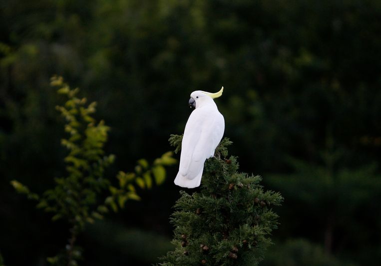 Ontdekking in het Vaticaan: 13de-eeuwse tekeningen van kaketoe wijzen ...