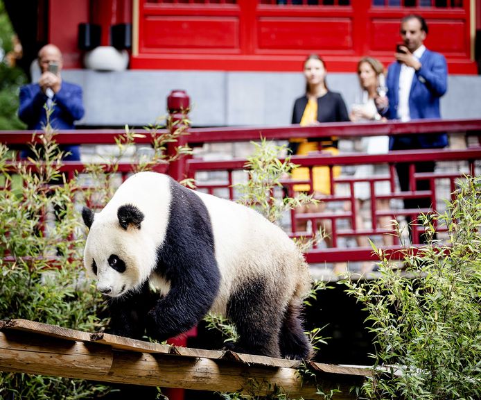 Panda's Wu Wen en Xing Ya eindelijk naar buiten | Utrecht | AD.nl