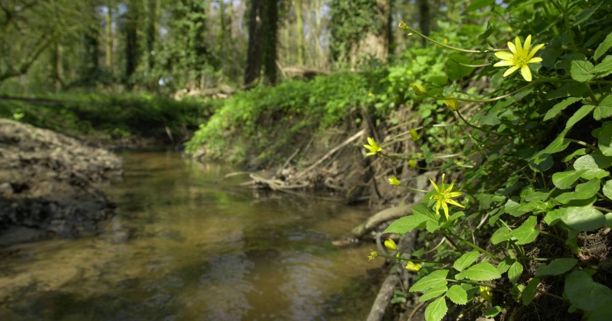 Natuurgebied Bekendelle in Winterswijk wordt deels afgesloten: ‘Het is ...
