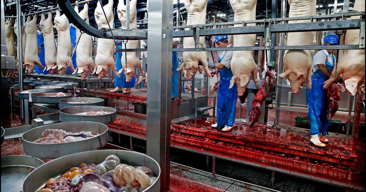 Gruwelijkheden in het slachthuis, zien we het topje van de ijsberg ...