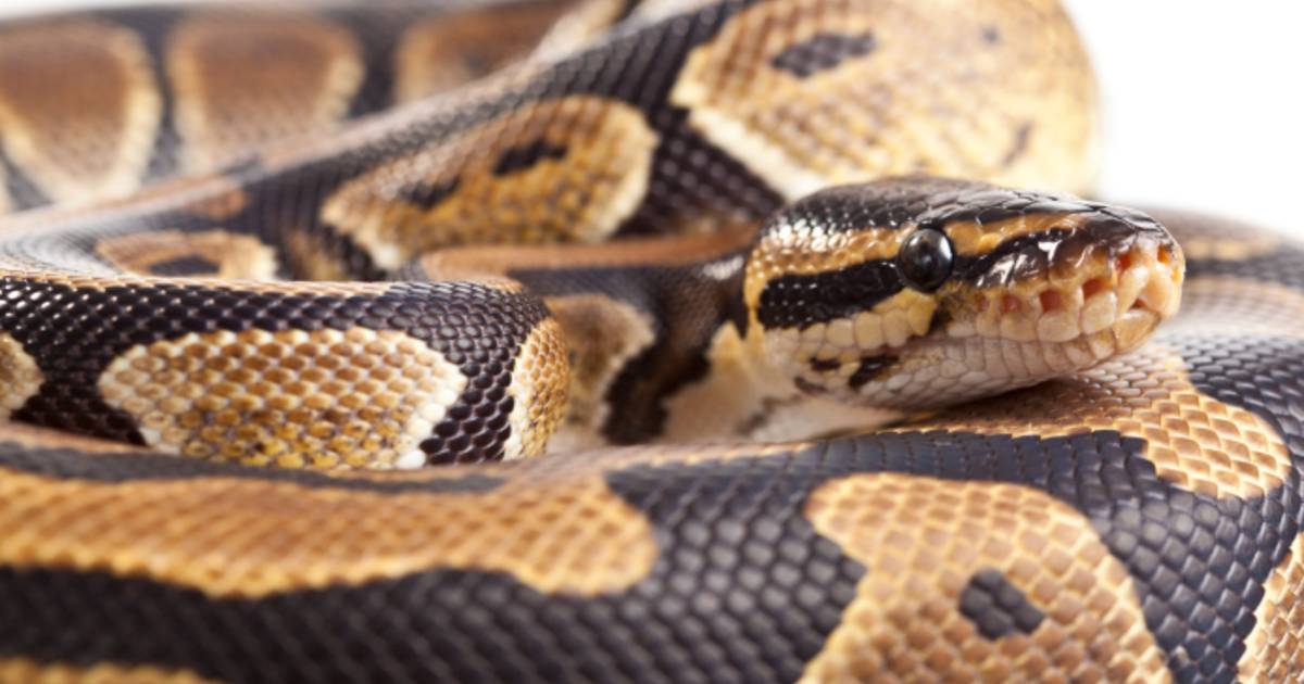 Tientallen pythons ontdekt in Canadese hotelkamer | Bizar | hln.be