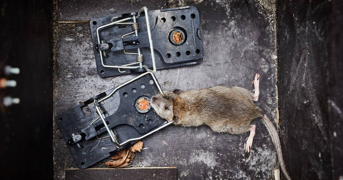 Slimme rattenvallen met pin door hoofd of rug? Niet in Zoetermeer ...