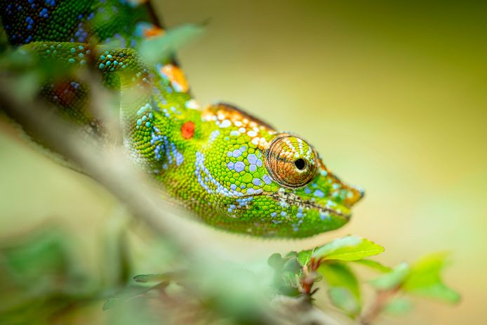 In de klas bij juf Google en meester Robot | Ede | AD.nl