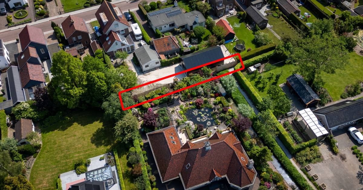 De beukenhaag is weg en nu is er plots ruzie tussen buren: ‘De grond is ...