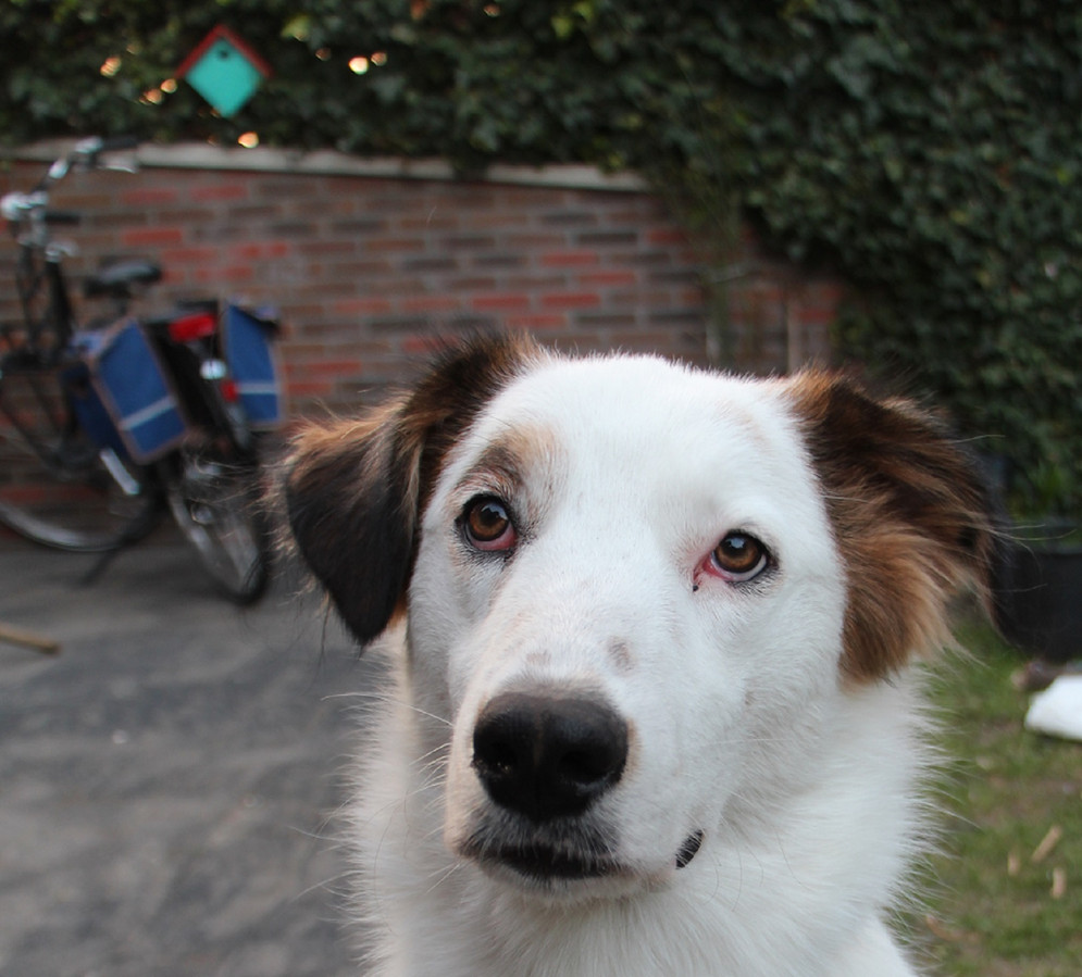 Chase was bijna Kees geweest, maar trekt ons nu de straat op in ...