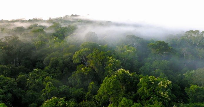 Kwart van het Amazonewoud onomkeerbaar verwoest, waarschuwen inheemse ...