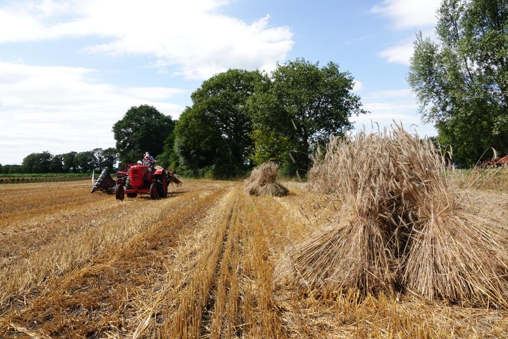 Met traditioneel rogge maaien komt Tilligte voorzichtig in de stemming ...